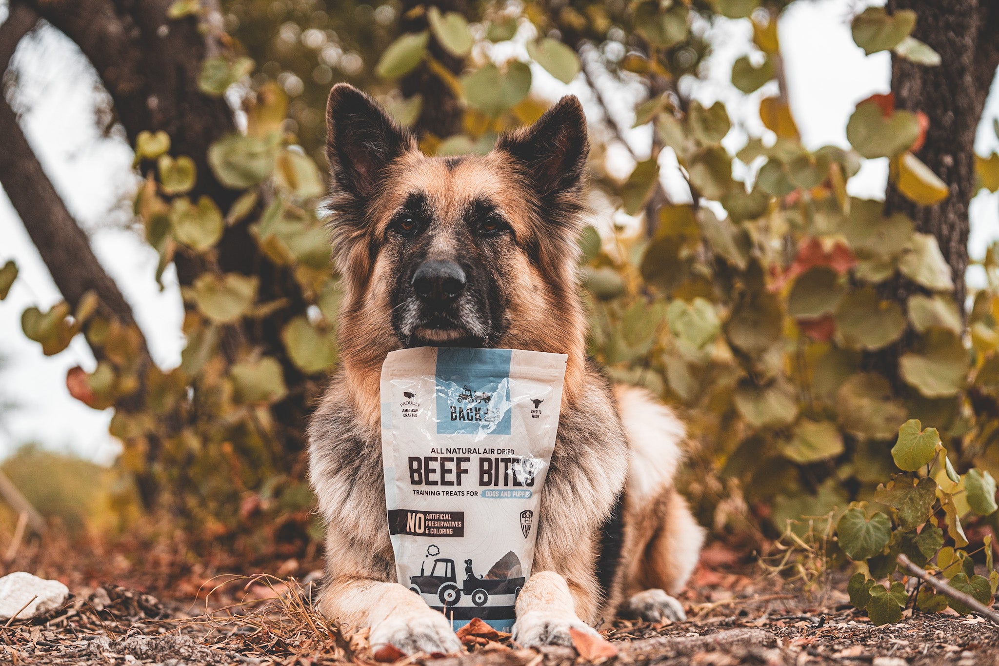 BACK 40 DOGS | Simply The Best For Your Best Friend – BACK 40 Dogs